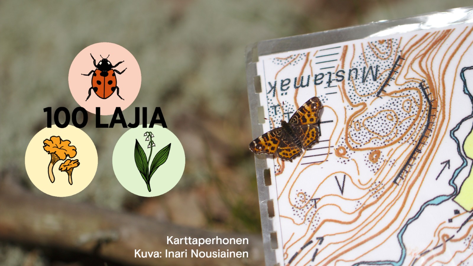 Luomus tuo 100 lajia -haasteen ja lepakkoretken Nouxfestiin - nouxfest.fi